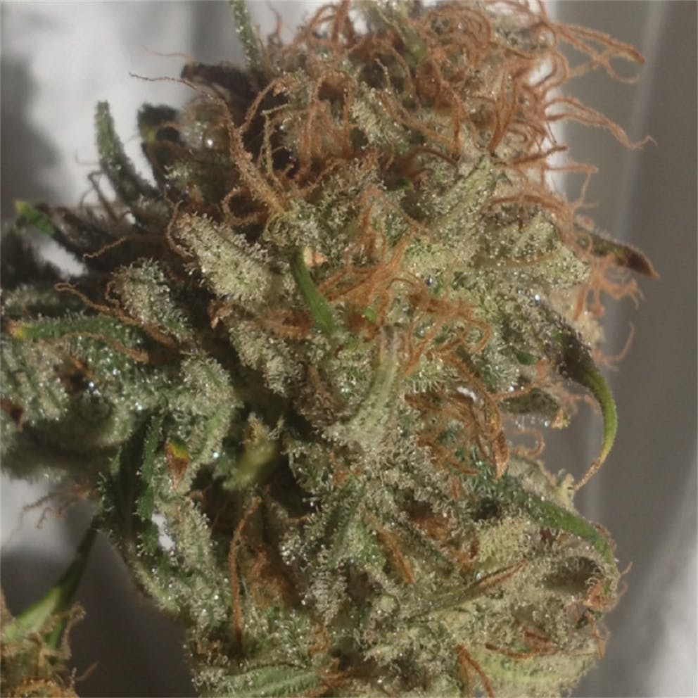 Photos of White Widow Weed Strain Buds | Leafly