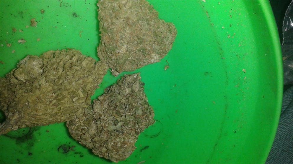 Photos of White Zombie Weed Strain Buds | Leafly