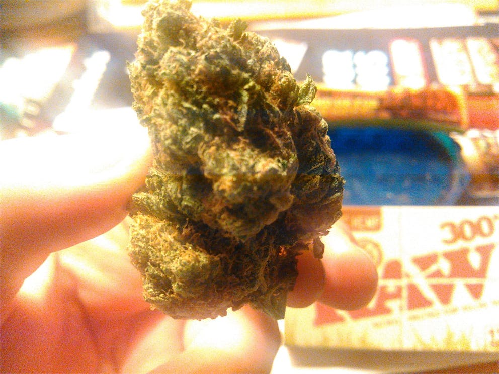 Photos of Yoda OG Weed Strain Buds | Leafly