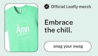 Animal Mints aka Animal Mintz Weed Strain Information | Leafly